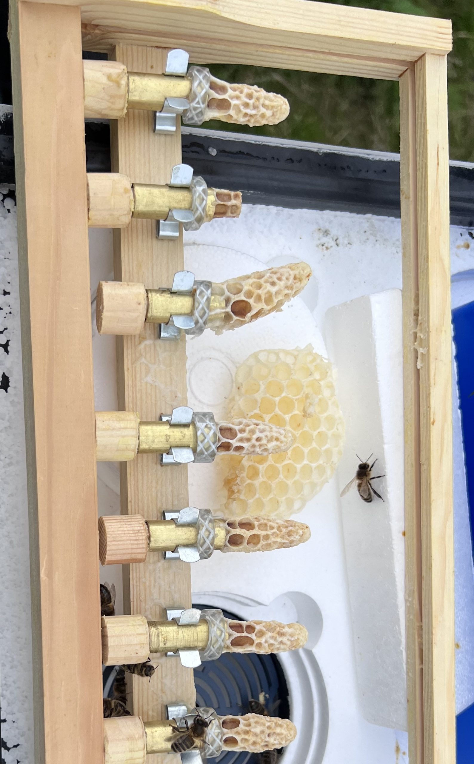 Queen Rearing Course – South Clwyd Beekeepers' Association – Cymdeithas ...
